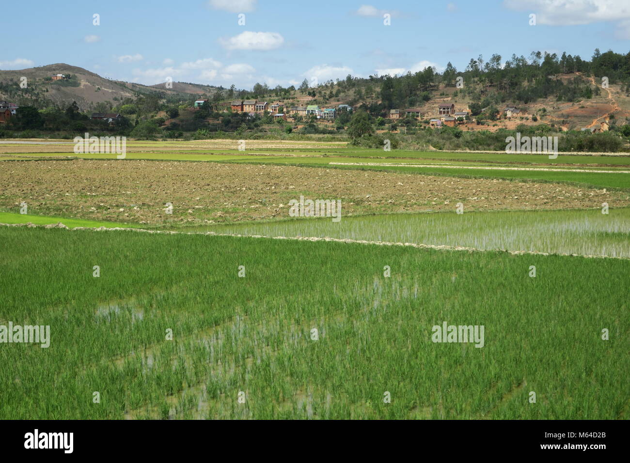 Colorful nature of Madagascar island Stock Photo - Alamy