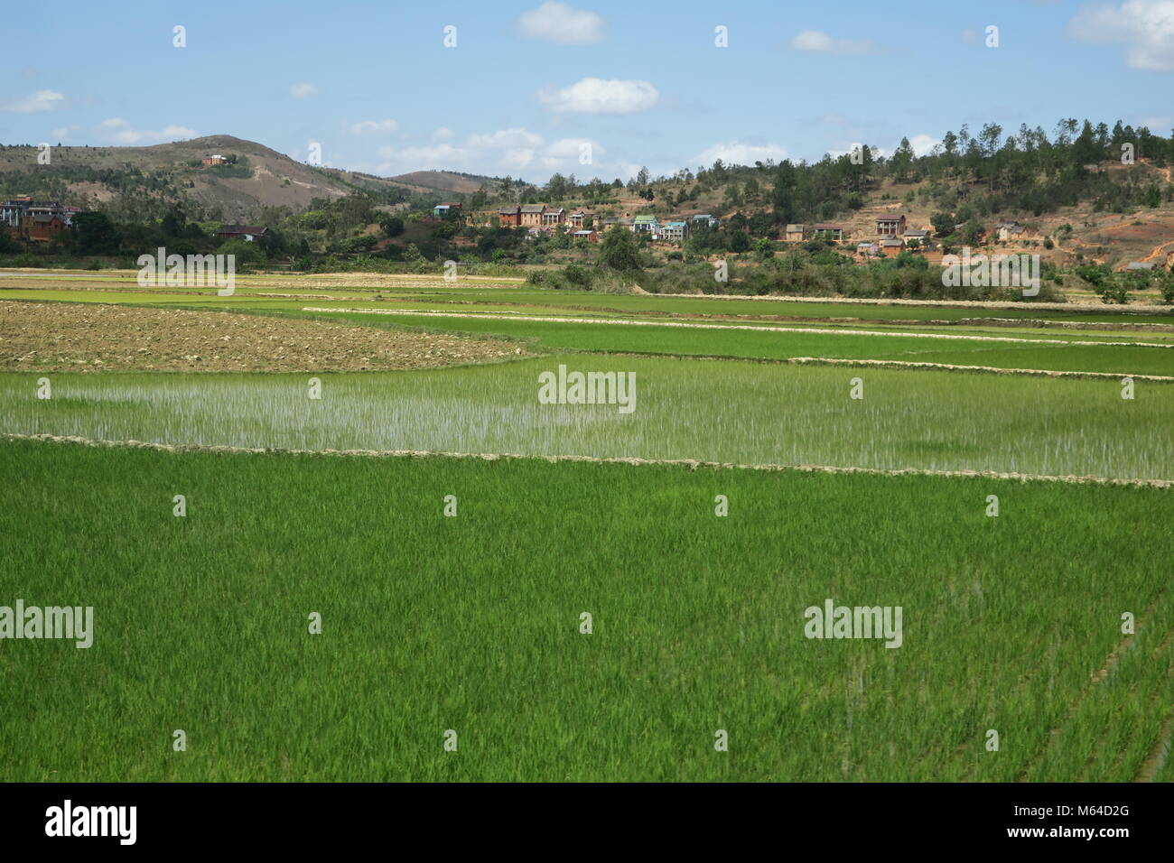 Colorful nature of Madagascar island Stock Photo - Alamy