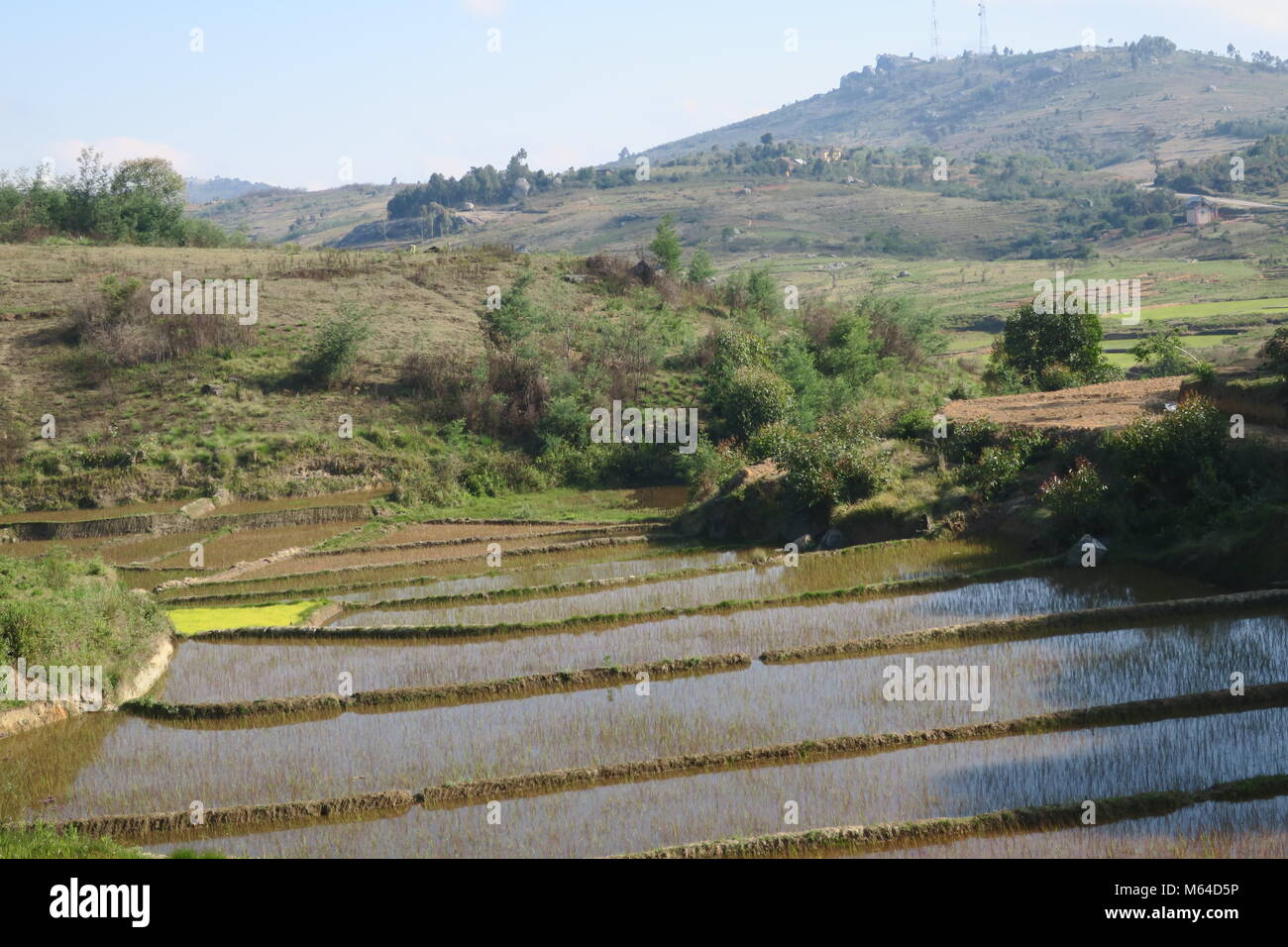 Colorful nature of Madagascar island Stock Photo - Alamy