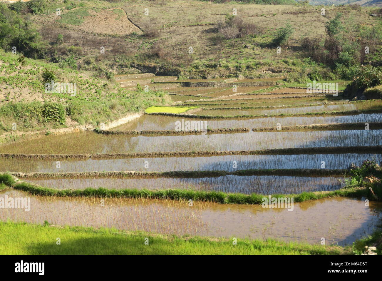 Colorful nature of Madagascar island Stock Photo - Alamy