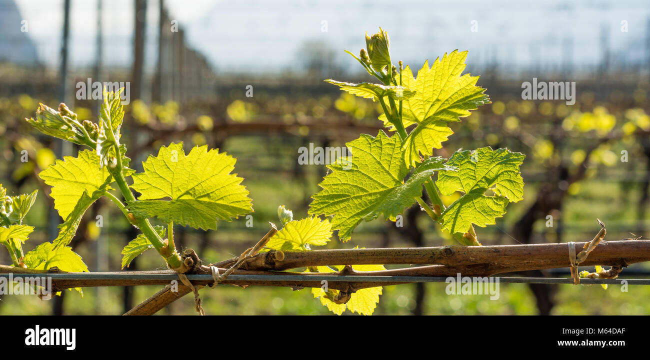 Guyot vine training system hi-res stock photography and images - Alamy
