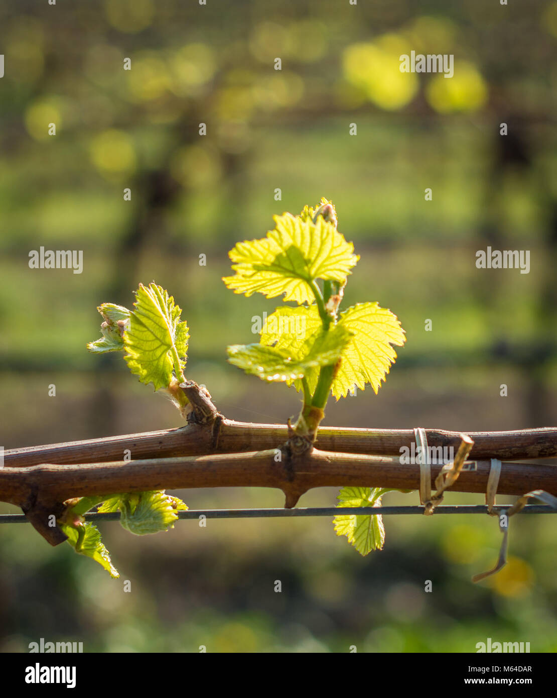 Guyot vine training system hi-res stock photography and images - Alamy