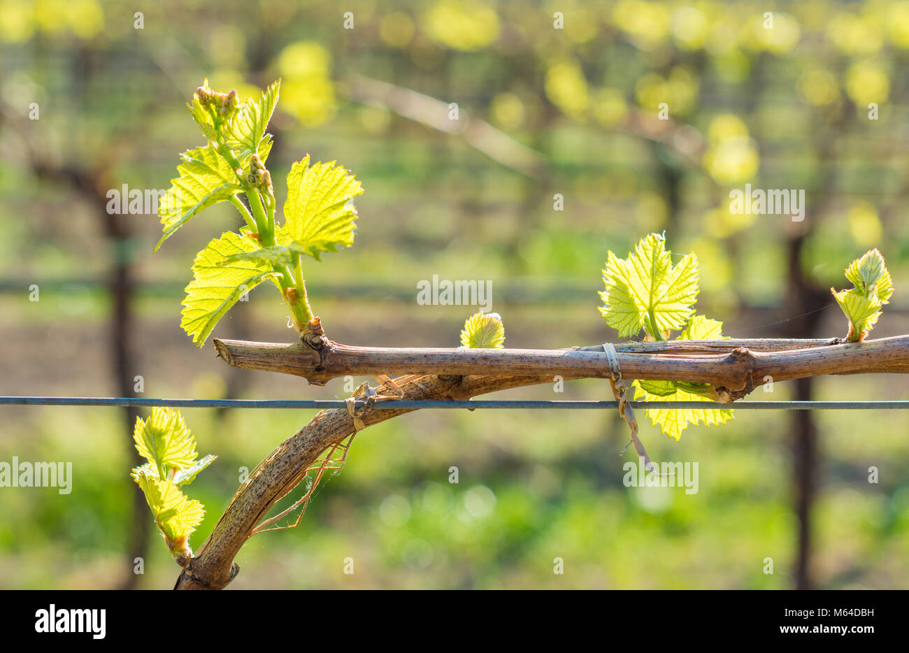 young green tender leaves of grapes in spring. Vineyard in springtime ...