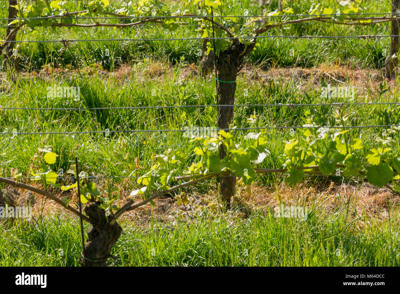 Guyot training system hi-res stock photography and images - Alamy