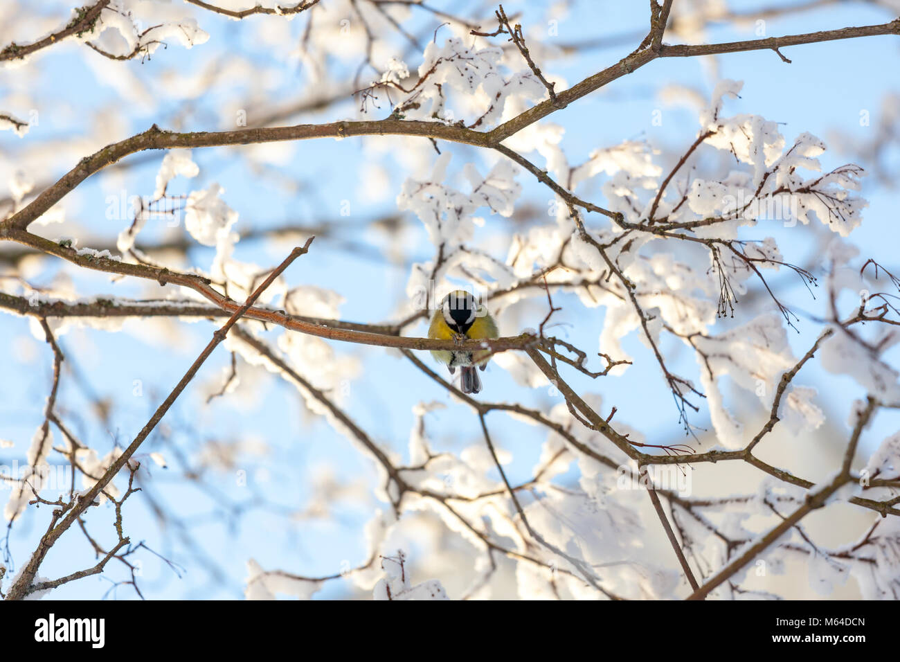 Little bird in snowy tree Stock Photo - Alamy