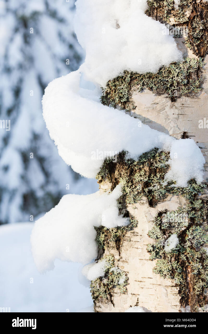 Brich tree hi-res stock photography and images - Alamy