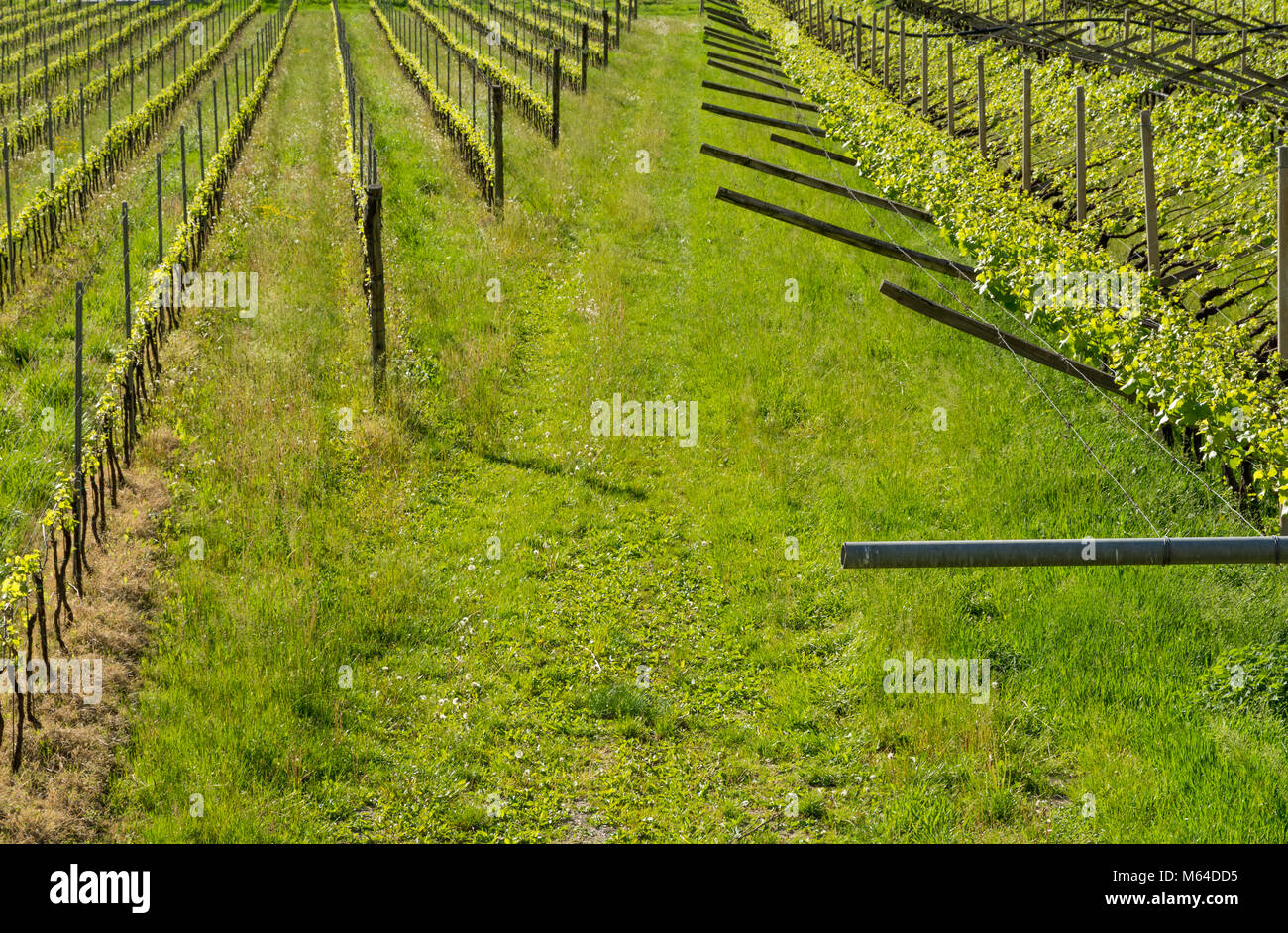 Guyot vine training system hi-res stock photography and images - Alamy