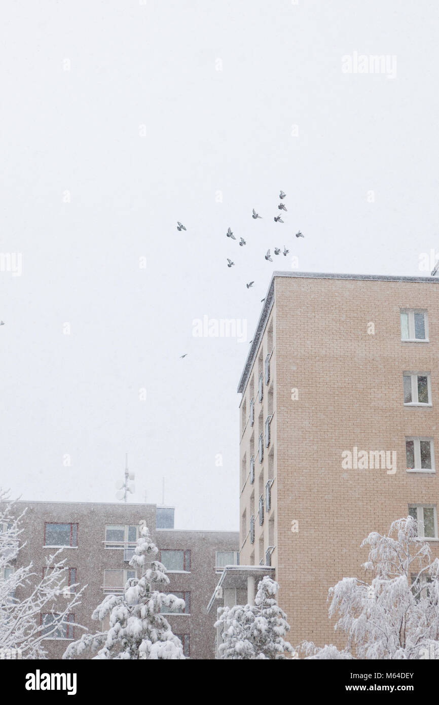 Birds flying in snowfall Stock Photo - Alamy