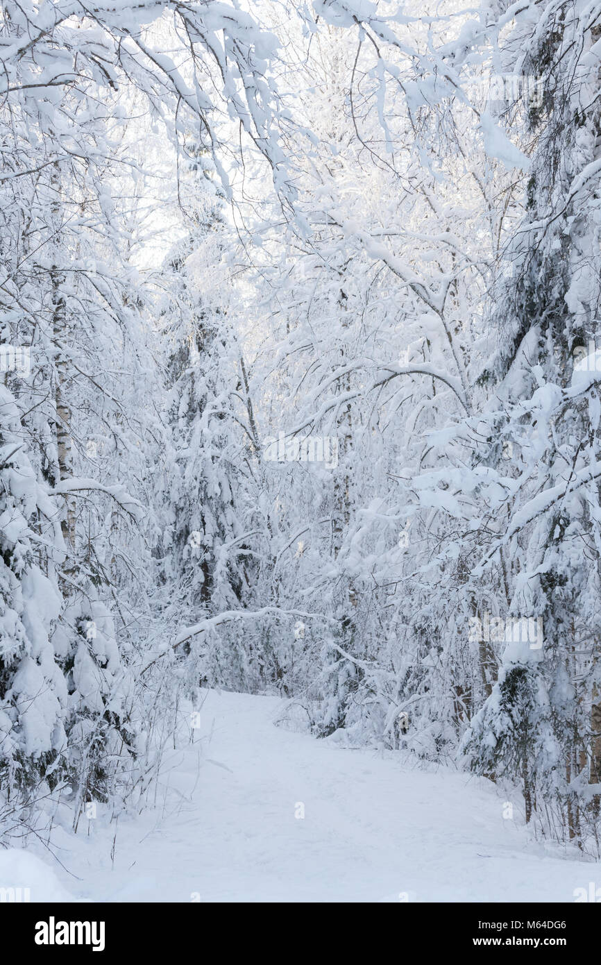 Snowy forest landscape Stock Photo - Alamy
