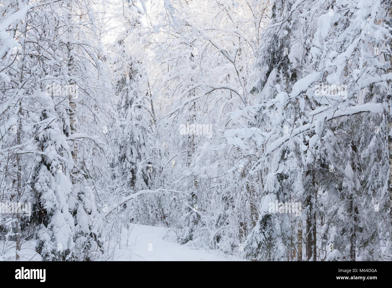 Snowy forest landscape Stock Photo - Alamy
