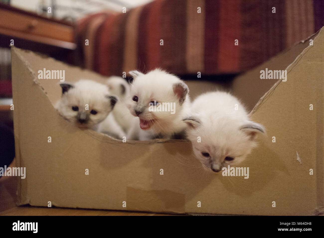 Sacred Birman kittens Stock Photo - Alamy