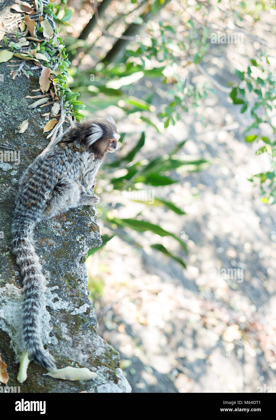 Monkey rio hi-res stock photography and images - Alamy