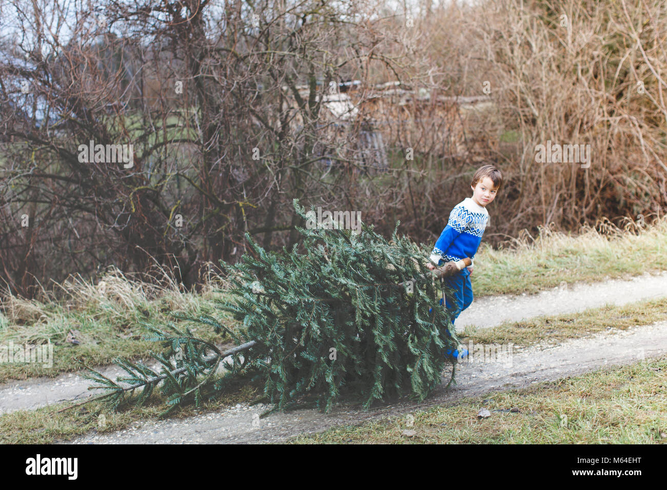 young, blond boy is pulling an old christmas tree for knut Stock Photo ...