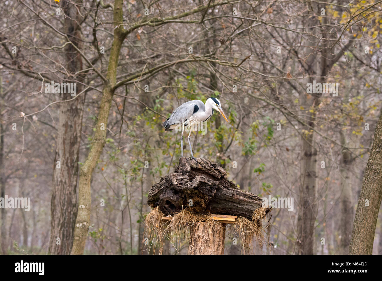 gray heron in Cisliano in Italy Stock Photo - Alamy