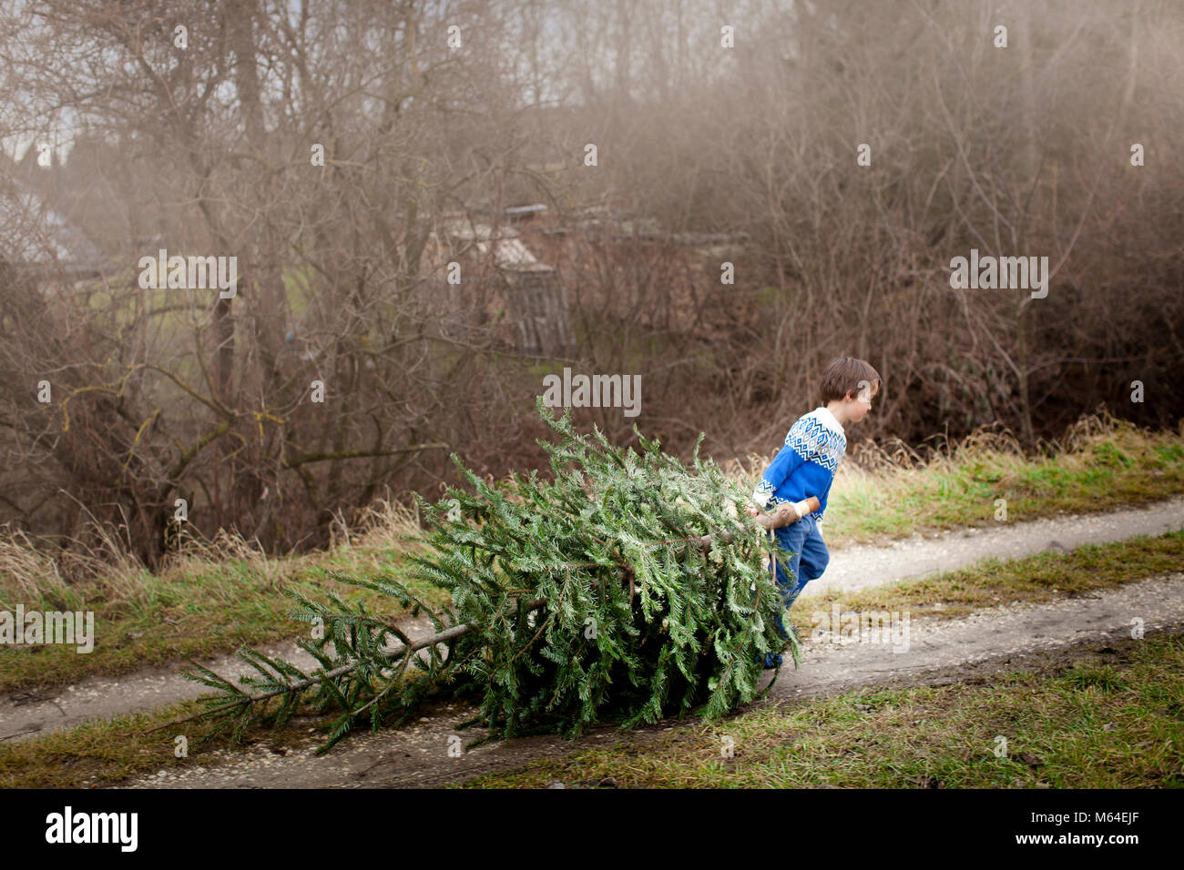young, blond boy is pulling an old christmas tree for knut Stock Photo ...