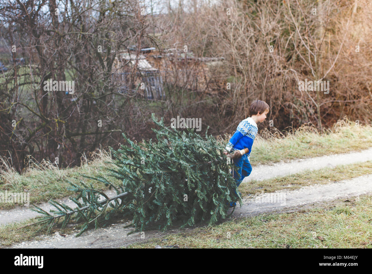 young, blond boy is pulling an old christmas tree for knut Stock Photo ...
