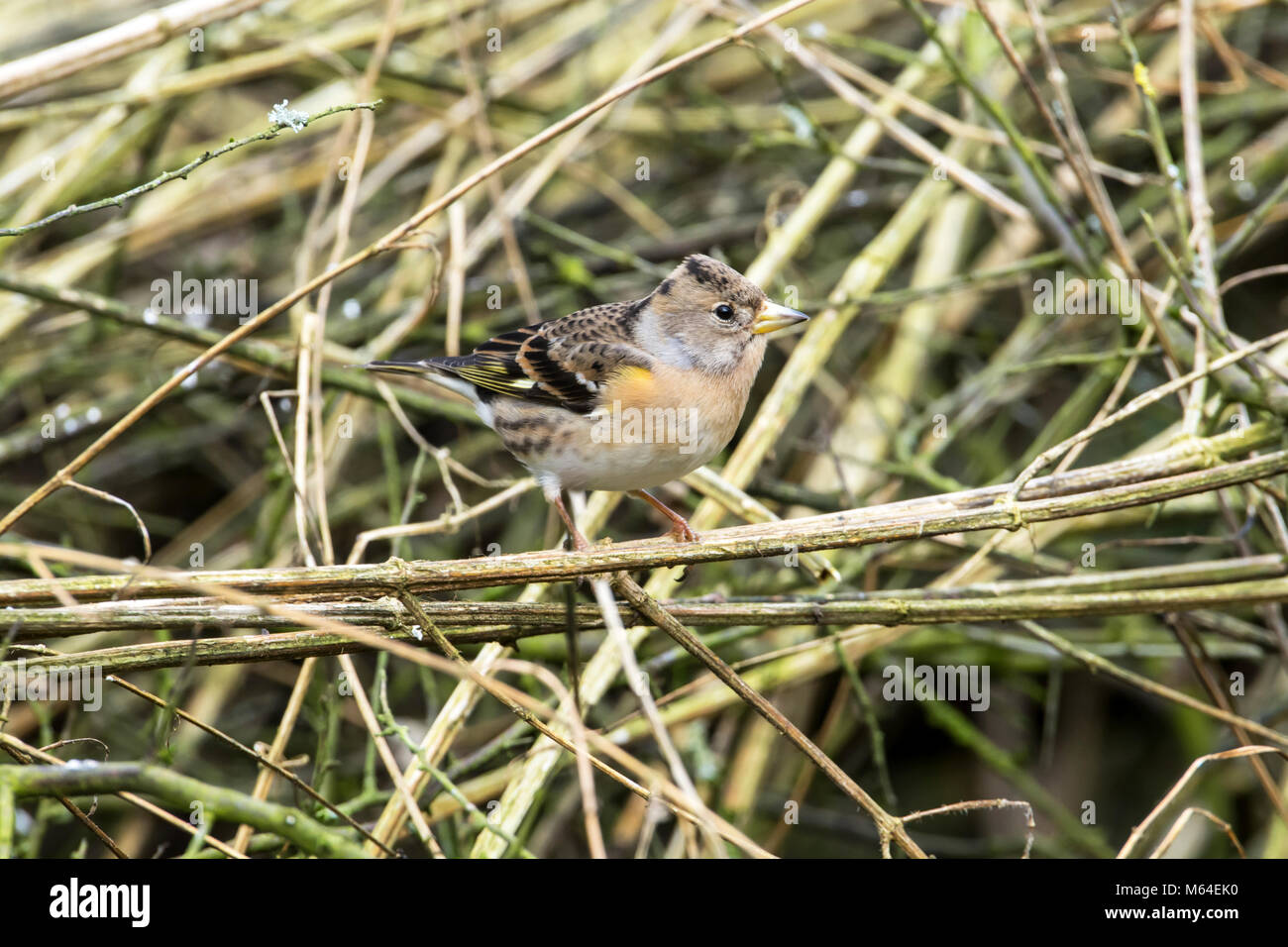 Female brambling hi-res stock photography and images - Alamy