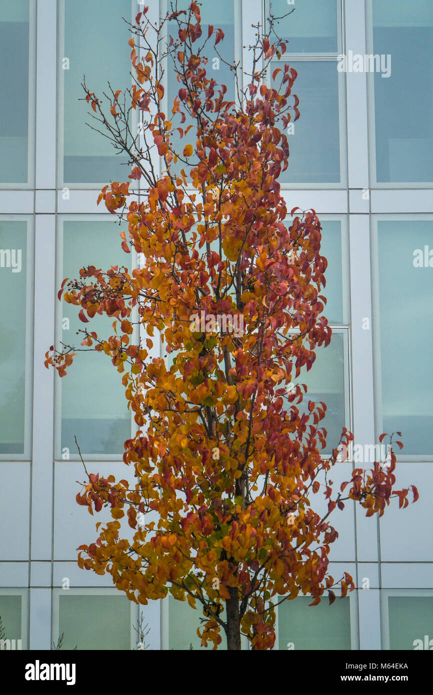 Closeup of a single tree in front of a modern office building in fall ...