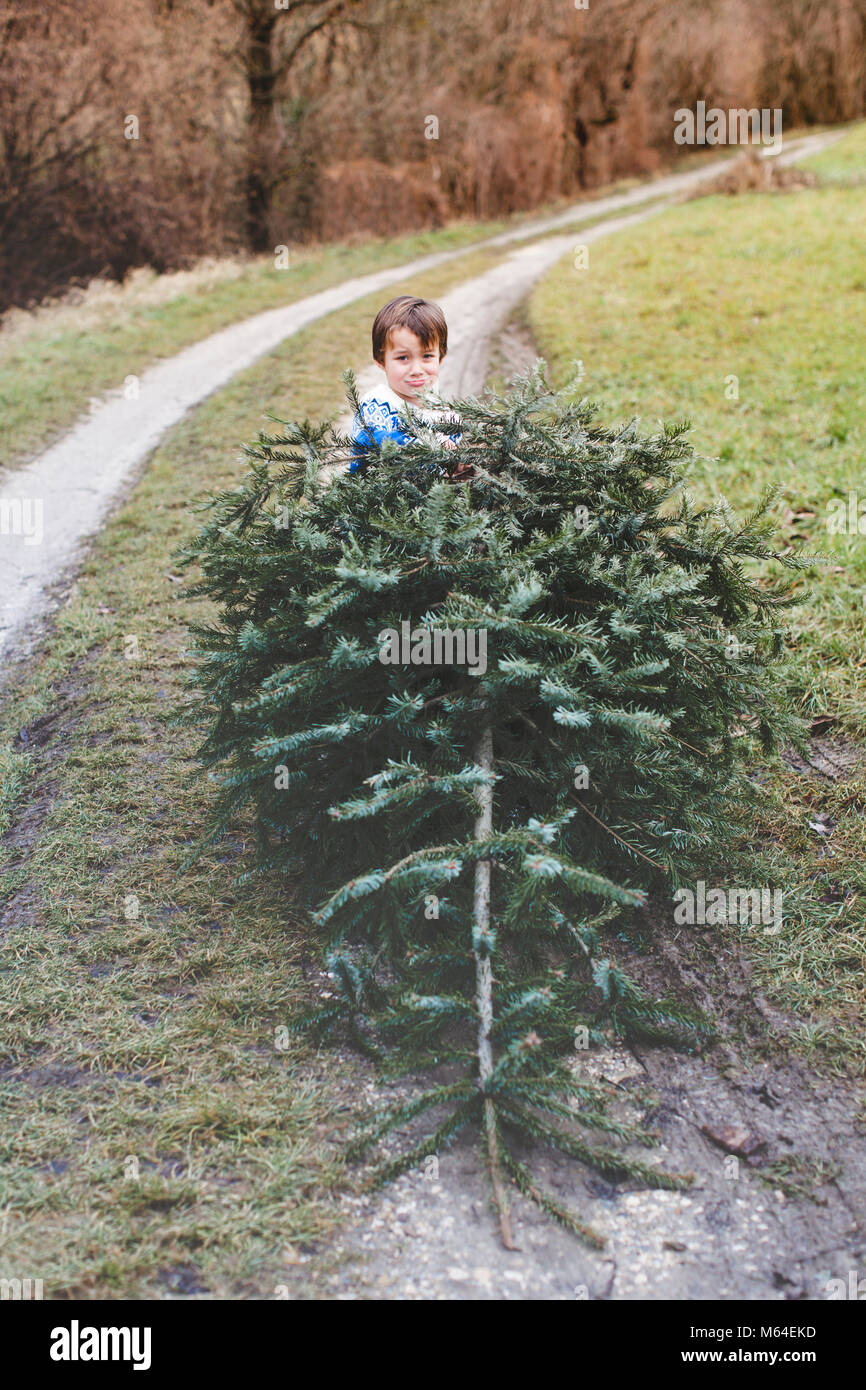 young, blond boy is pulling an old christmas tree for knut Stock Photo ...