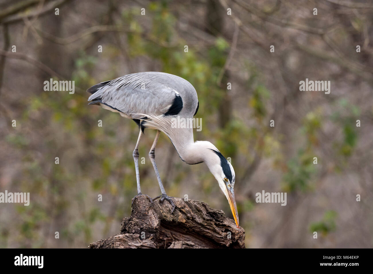 gray heron in Cisliano in Italy Stock Photo - Alamy