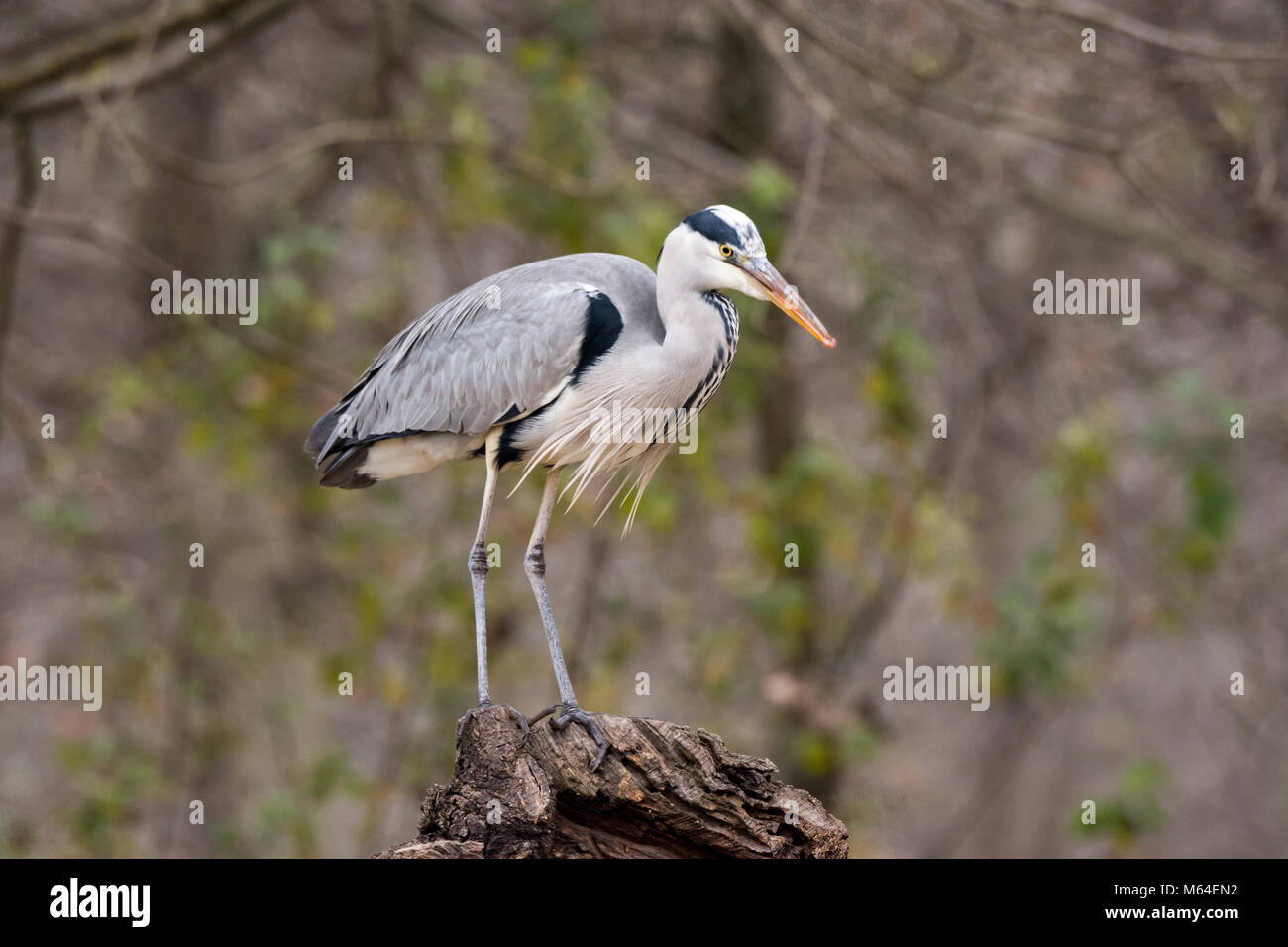 gray heron in Cisliano in Italy Stock Photo - Alamy