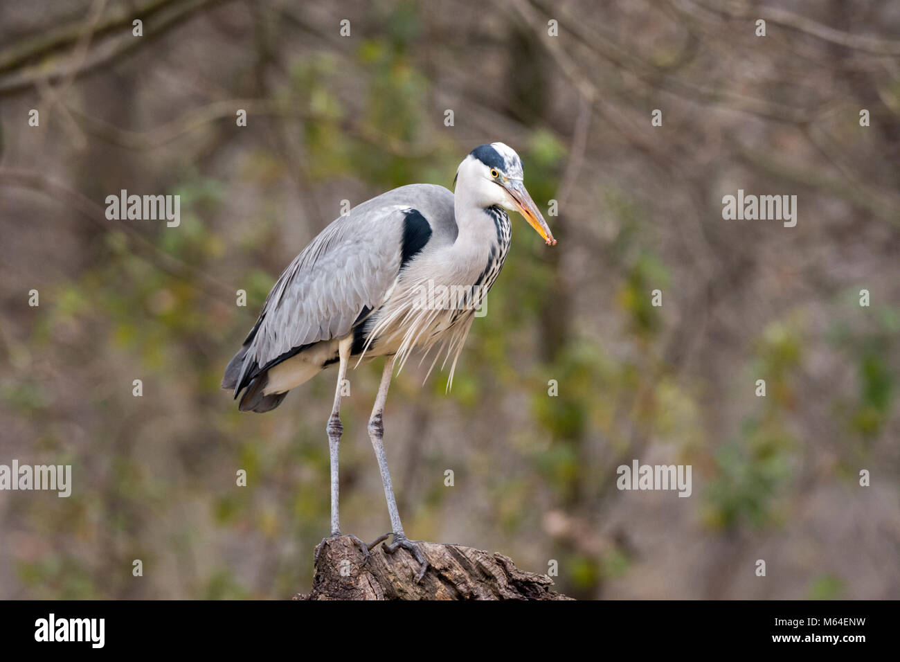 gray heron in Cisliano in Italy Stock Photo - Alamy