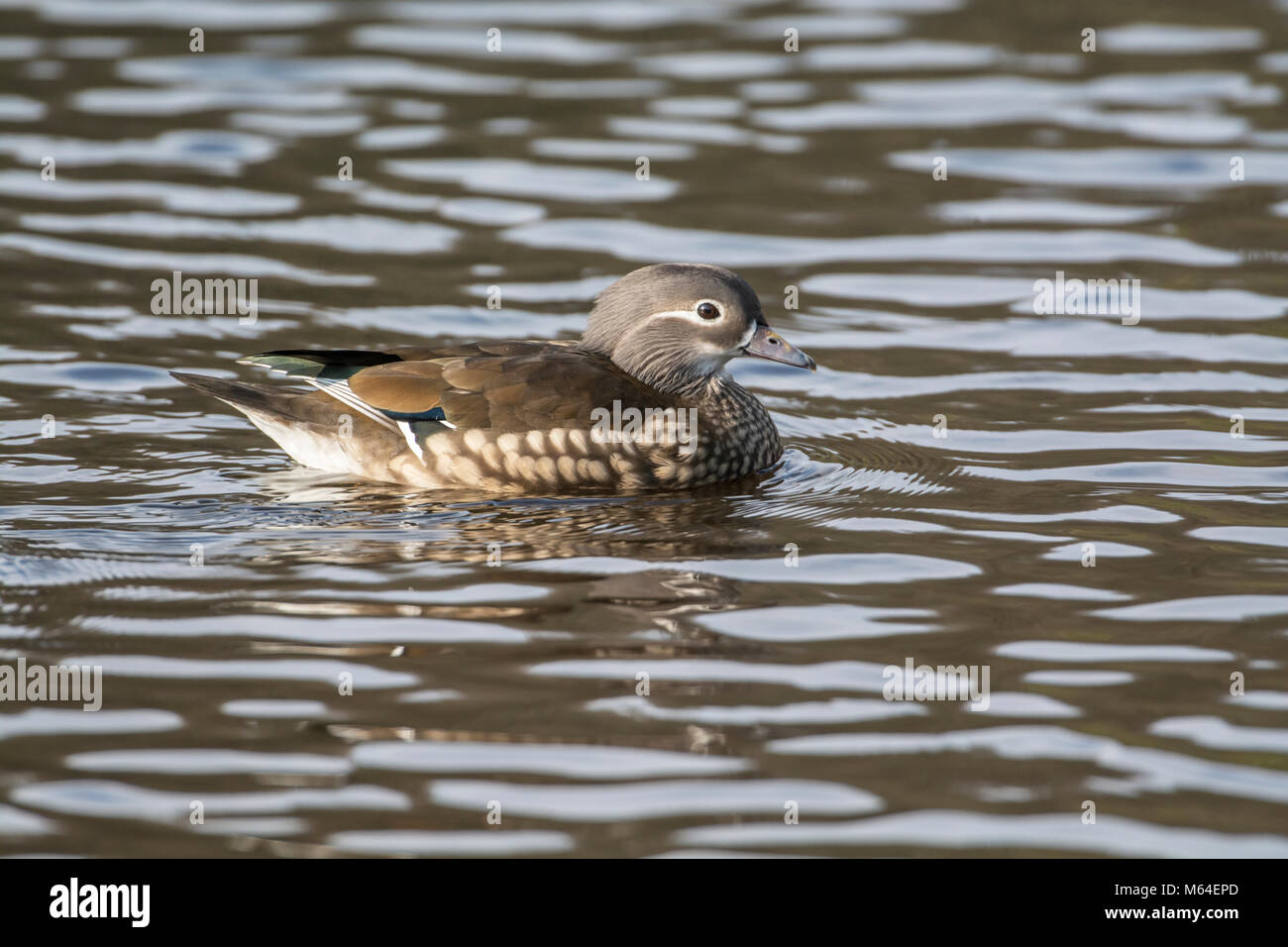 Female mandarin (Aix galericulata) duck Stock Photo - Alamy