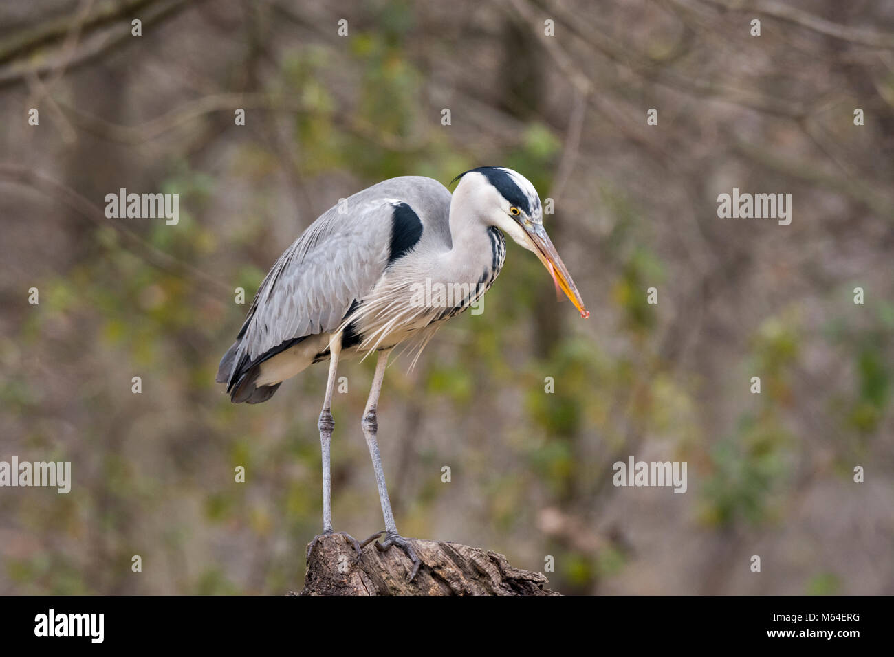 gray heron in Cisliano in Italy Stock Photo - Alamy