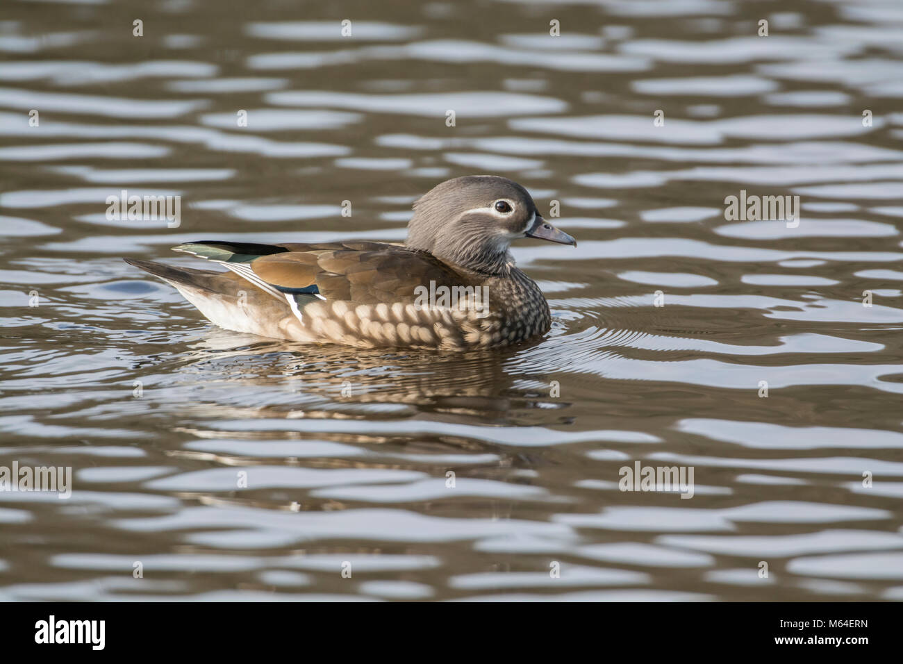 Female mandarin duck hi-res stock photography and images - Alamy