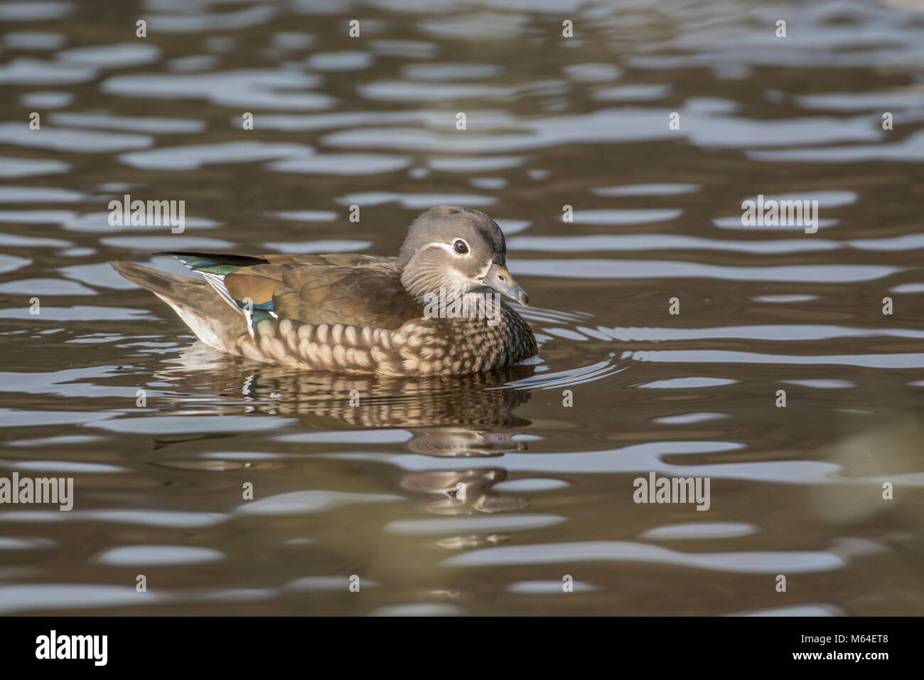 Female mandarin (Aix galericulata) duck Stock Photo - Alamy