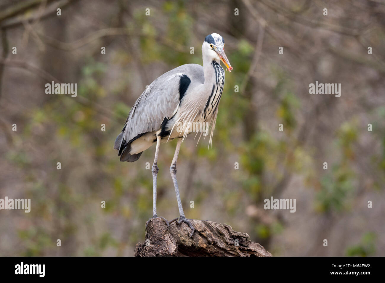 gray heron in Cisliano in Italy Stock Photo - Alamy