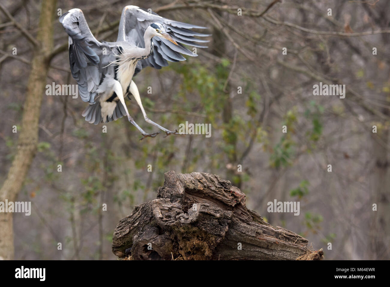 gray heron in Cisliano in Italy Stock Photo - Alamy