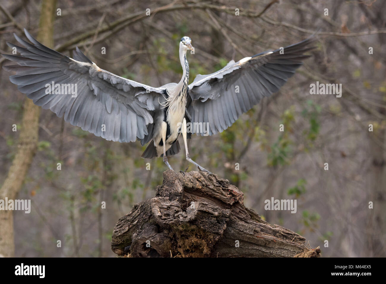 gray heron in Cisliano in Italy Stock Photo - Alamy