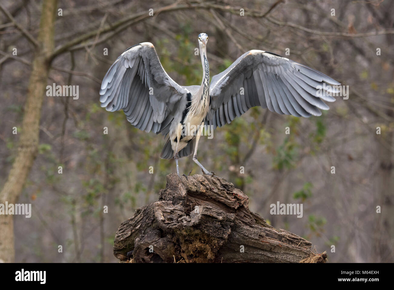 gray heron in Cisliano in Italy Stock Photo - Alamy