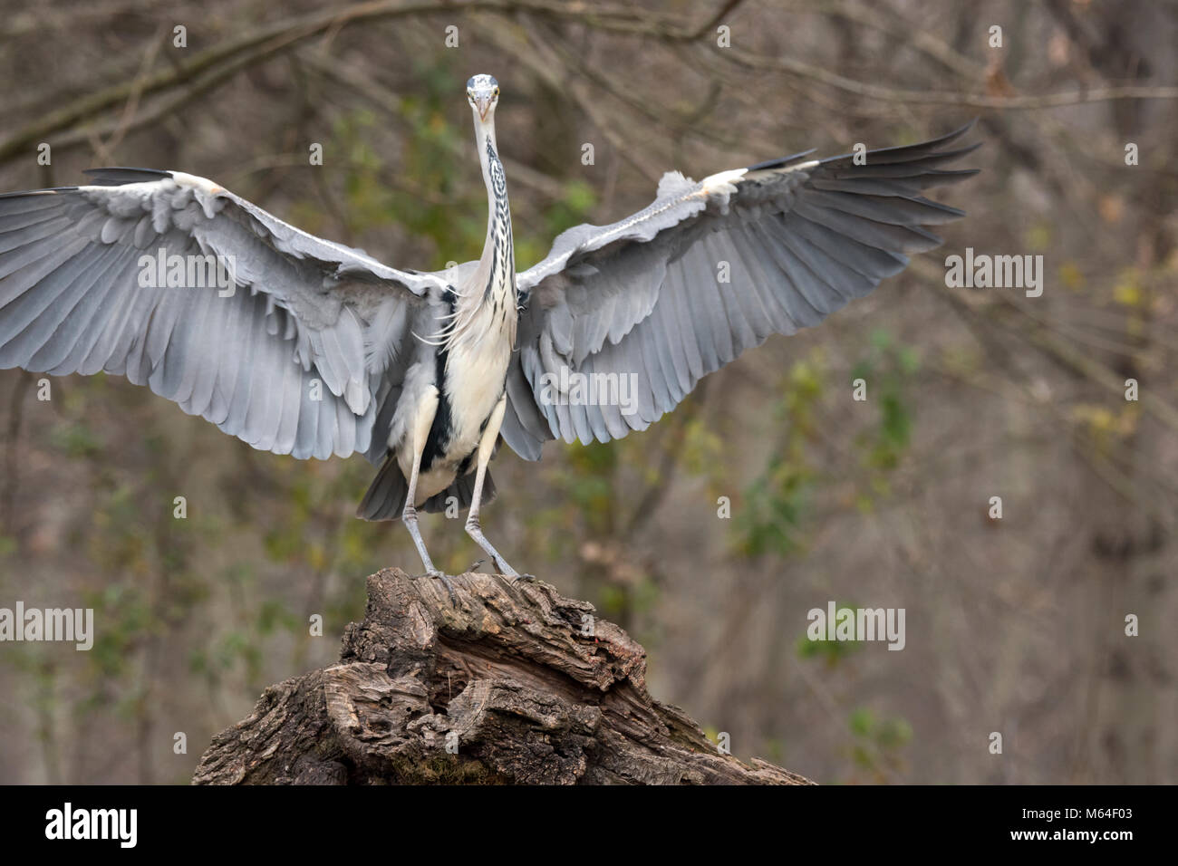 gray heron in Cisliano in Italy Stock Photo - Alamy
