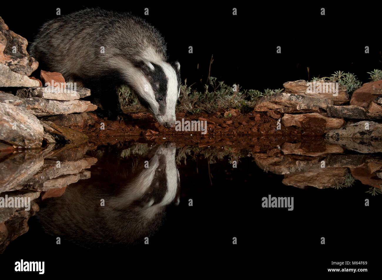 EUROPEAN BADGER,drinking water and reflected Stock Photo - Alamy