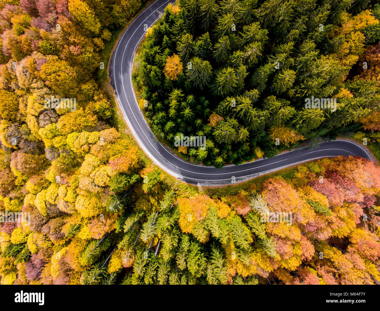Curved Winding Road in the Forest Stock Photo - Alamy