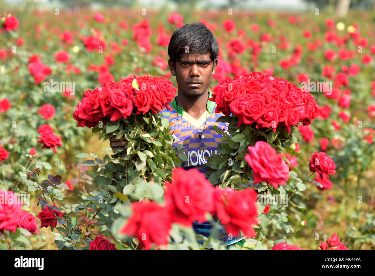 DHAKA, BANGLADESH - FEBRUARY 07, 2017: Bangladeshi farmer collects rose ...