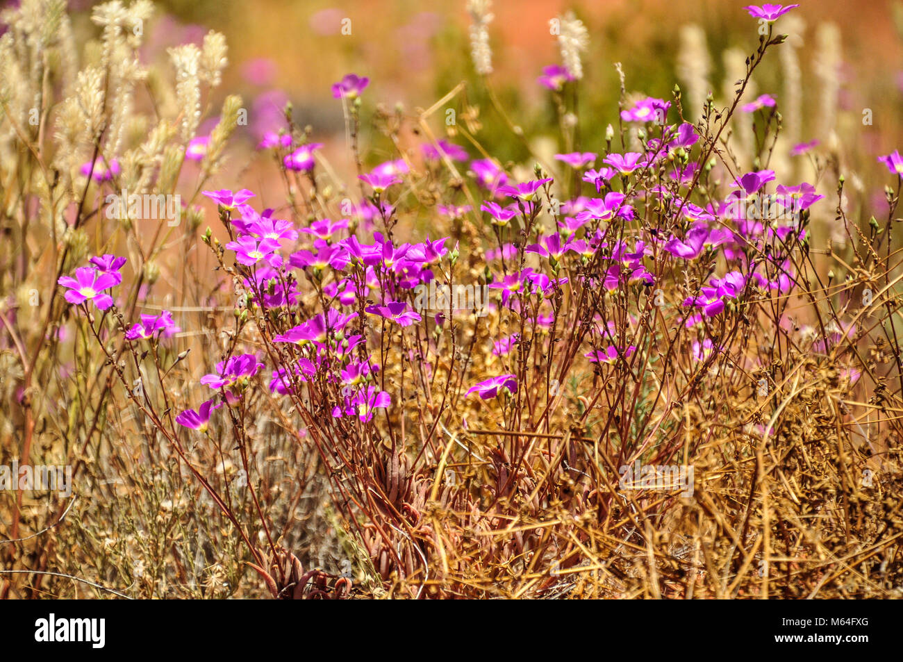 Flowers of uluru hi-res stock photography and images - Alamy