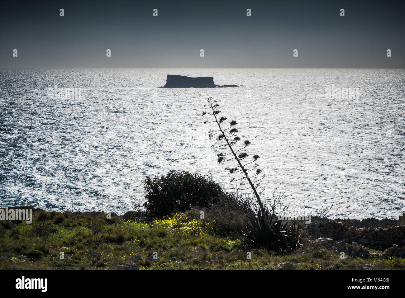 Filfla hi-res stock photography and images - Alamy