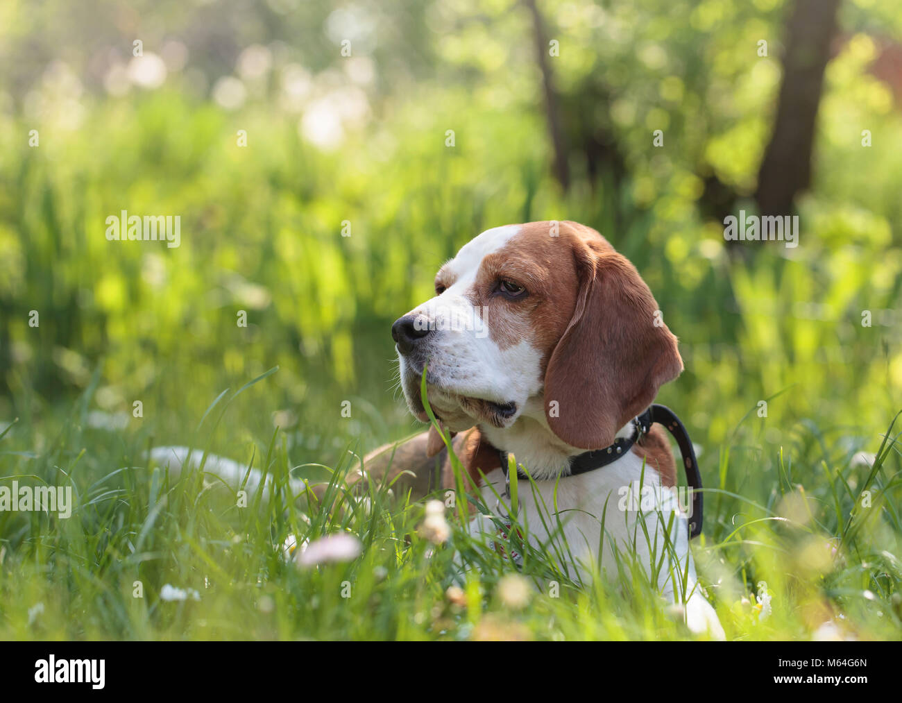 Beagle dog in the summer forest lying on a green grass Stock Photo - Alamy