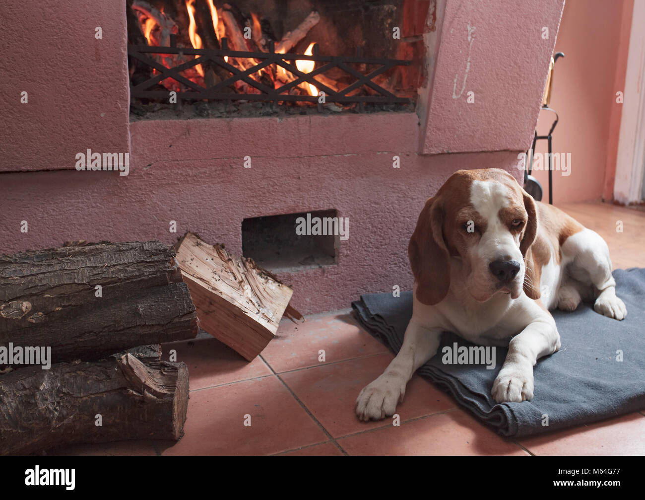 Beagle dog resting on the floor by the fireplace Stock Photo - Alamy
