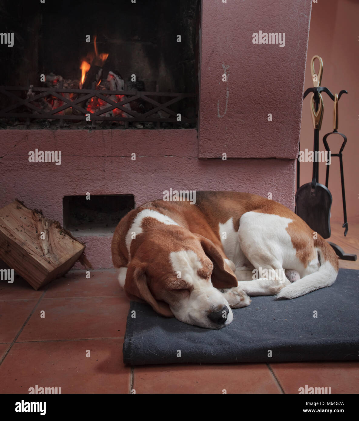 Beagle dog resting on the floor by the fireplace Stock Photo - Alamy