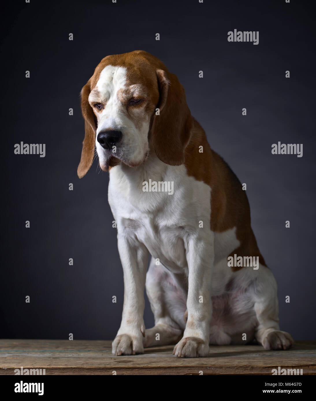 Purebred adult beagle on a dark background Stock Photo - Alamy