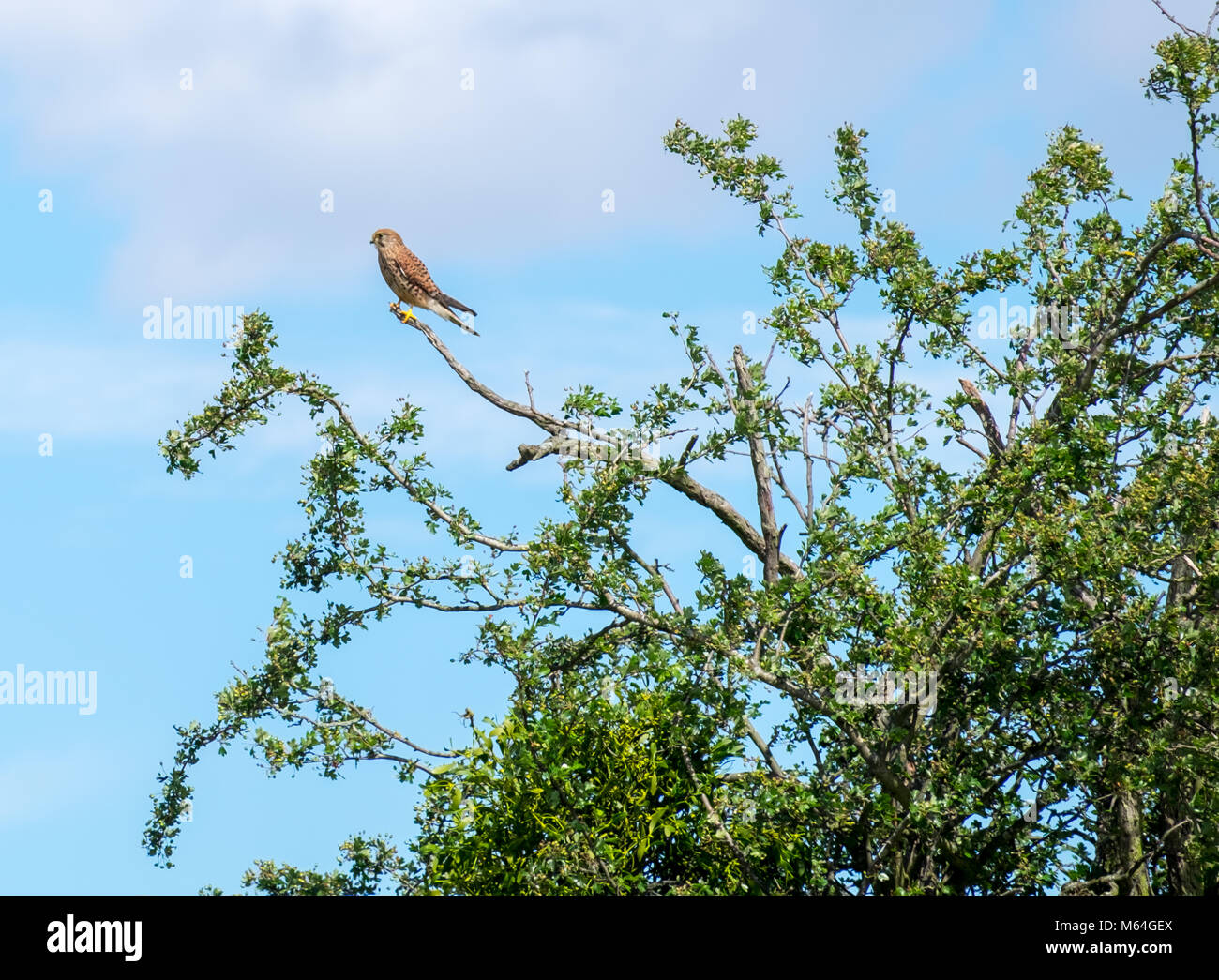 wild common kestrel perched Stock Photo - Alamy