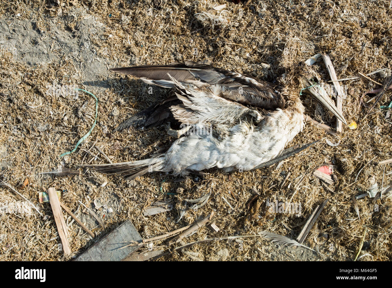 Dead seagull hi-res stock photography and images - Alamy