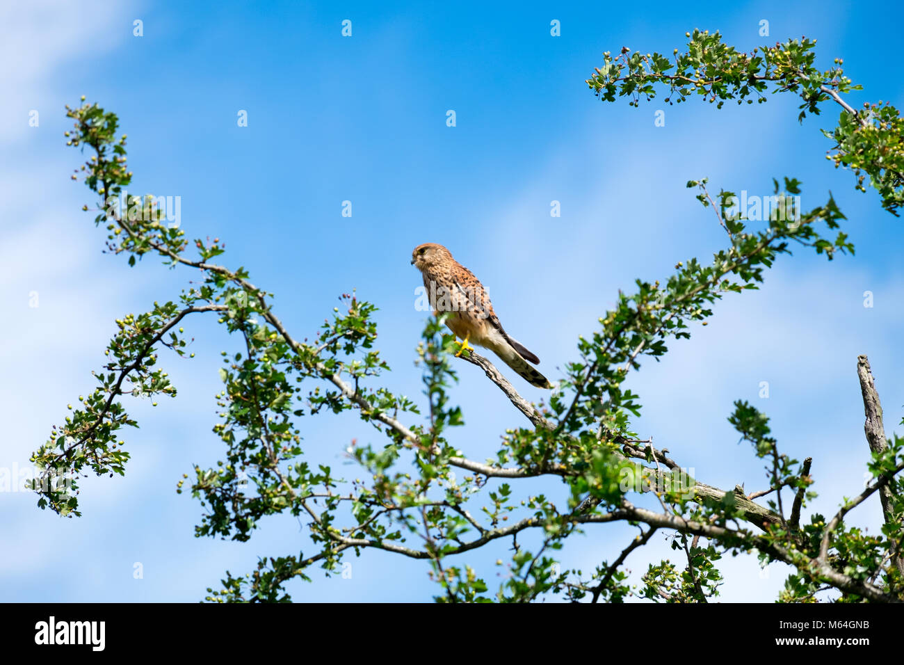 wild common kestrel perched Stock Photo - Alamy