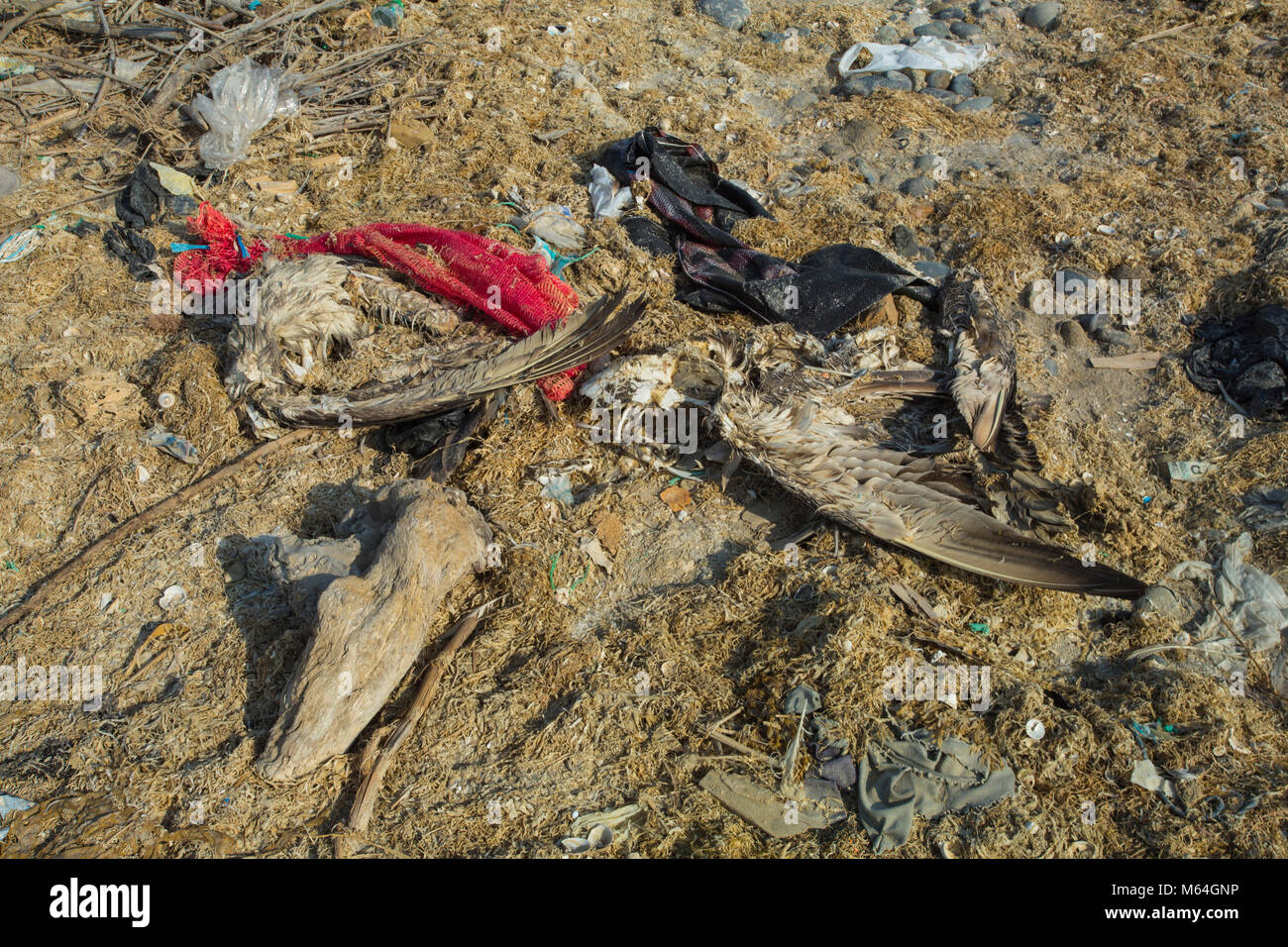 Plastic pollution bird carcass hi-res stock photography and images - Alamy