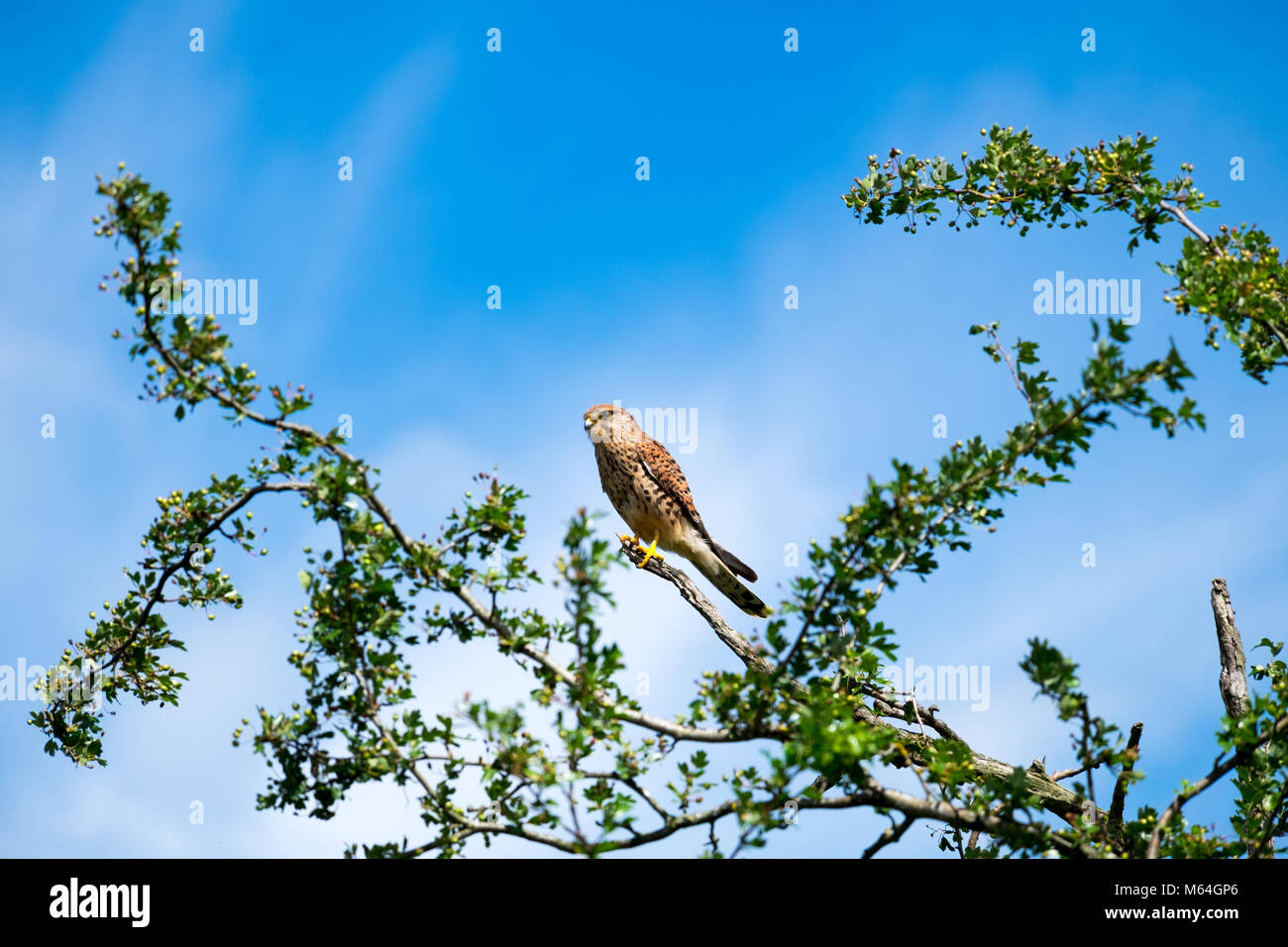 wild common kestrel perched Stock Photo - Alamy