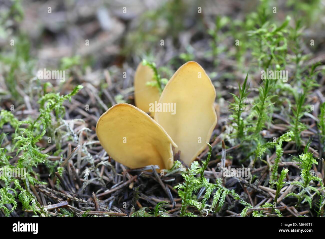 Split goblet or rabbit ear fungus, Otidea tuomikoskii Stock Photo - Alamy